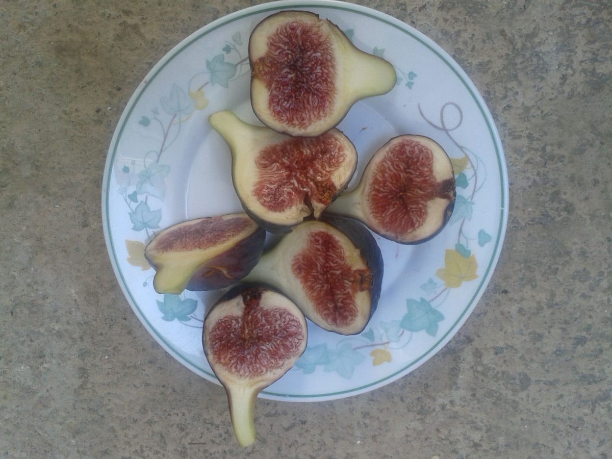 ¿Qué es un higo? - Higovervial